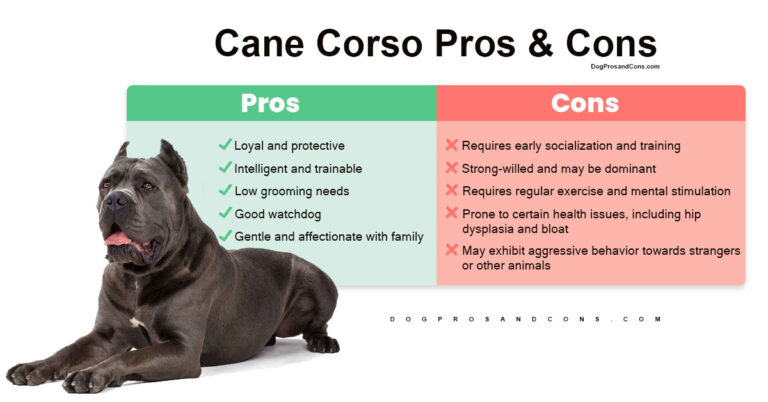 Cane Corso Pros and Cons | Cane Corso Quiz to Know This Breed Right for ...